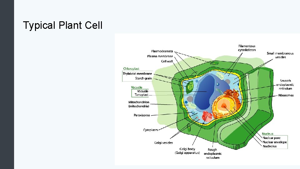 Plant Structure and Function Biology for Majors Plant