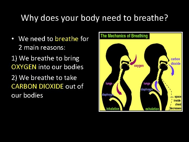 The Respiratory System Why does your body need