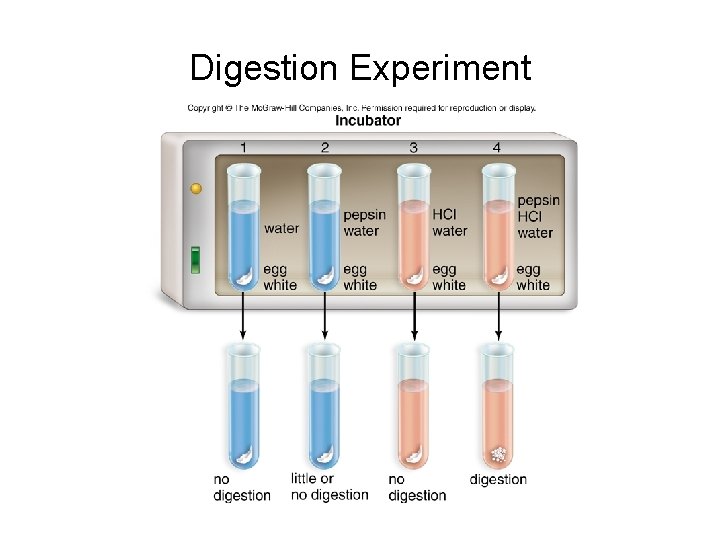 BIOLOGY 12 POWERPOINT NOTES THE DIGESTIVE SYSTEM MR