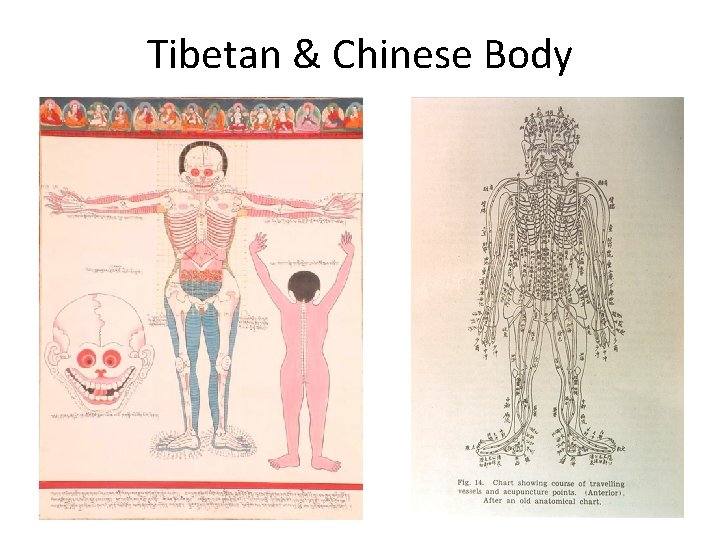 Yogalondon Lecture 1 The Body Movement Musculoskeletal System