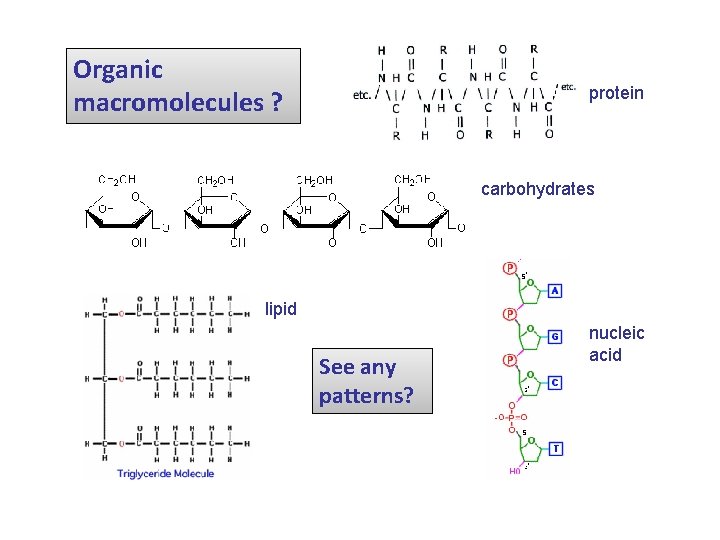 3 1 Carbon is the backbone of the