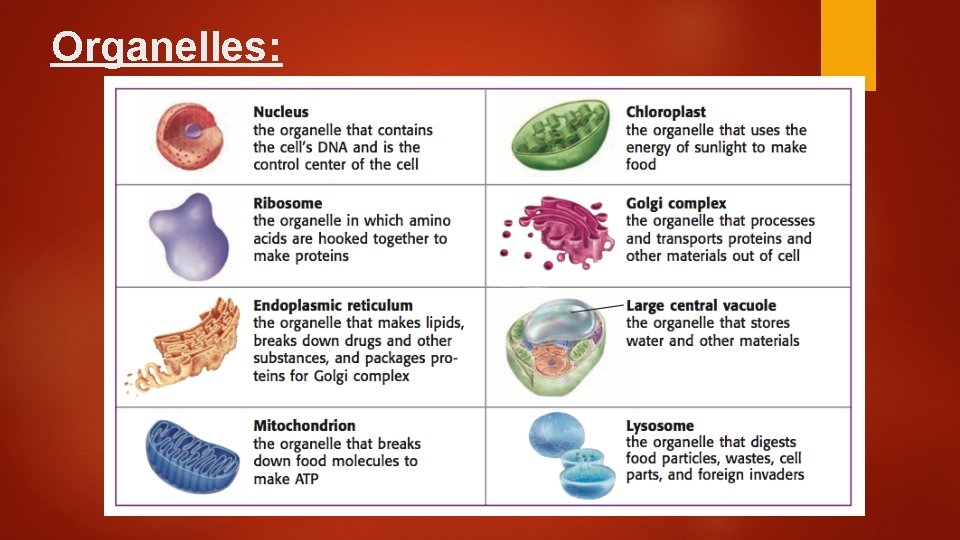 CELLS Cell Theory The cell is the basic