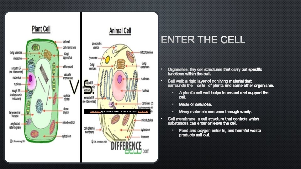 LOOKING INSIDE CELLS CHAPTER 1 SECTION 2 OBJECTIVES
