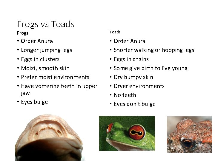 Animalia Vertebrates Animals Animals are spilt into two