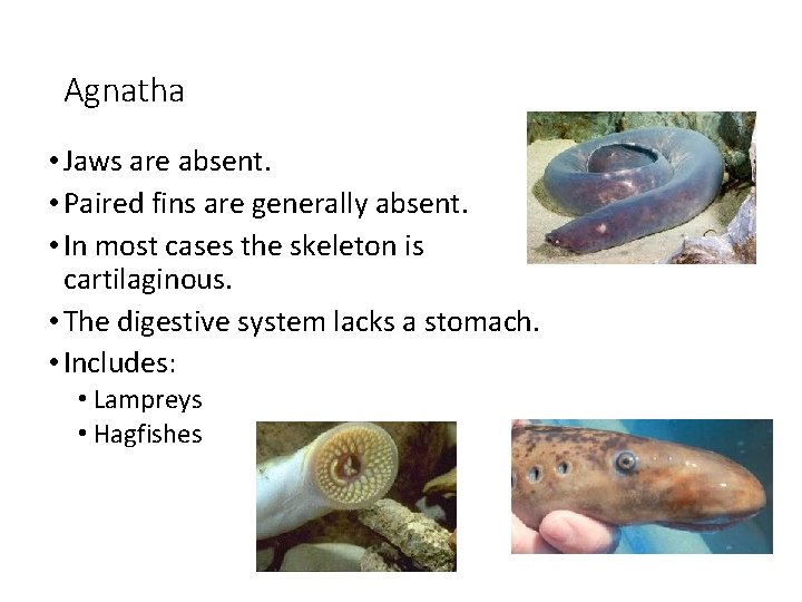 Animalia Vertebrates Animals Animals are spilt into two