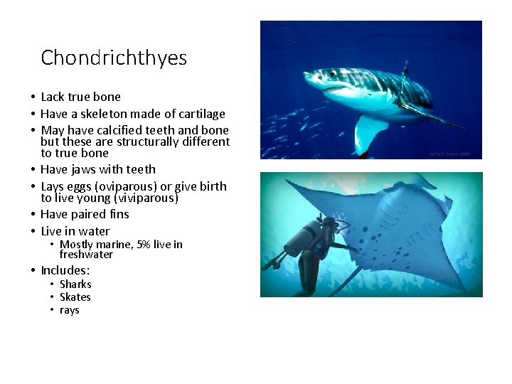 Animalia Vertebrates Animals Animals are spilt into two