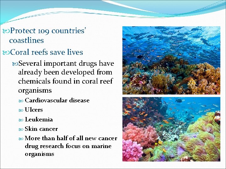 Coral Reefs Threats Human Benefits Food Web What