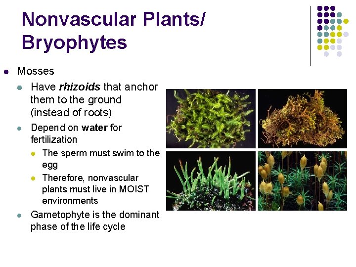 Botany the Study of Plants General Plant Review