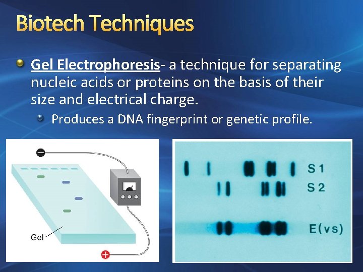 Biotechnology The manipulation of organisms or their components