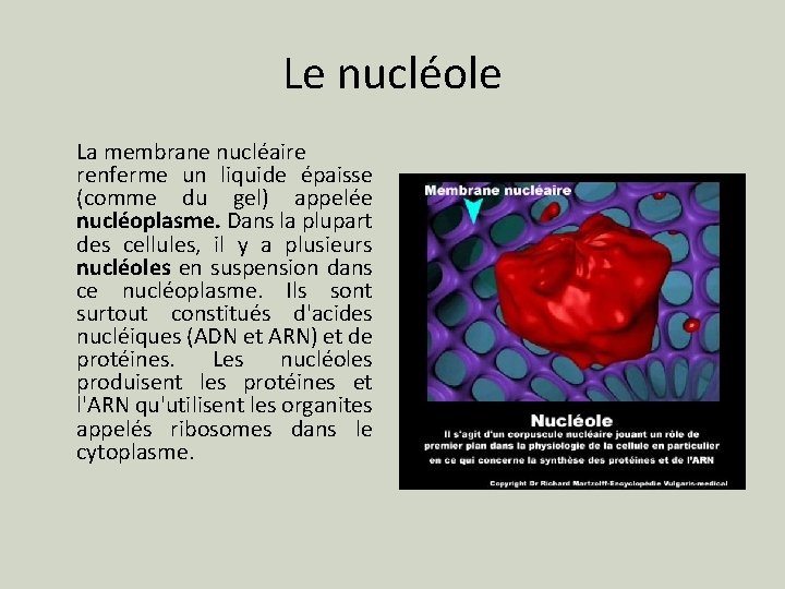 Biologie 11 e Les structures cellulaires M Jorge