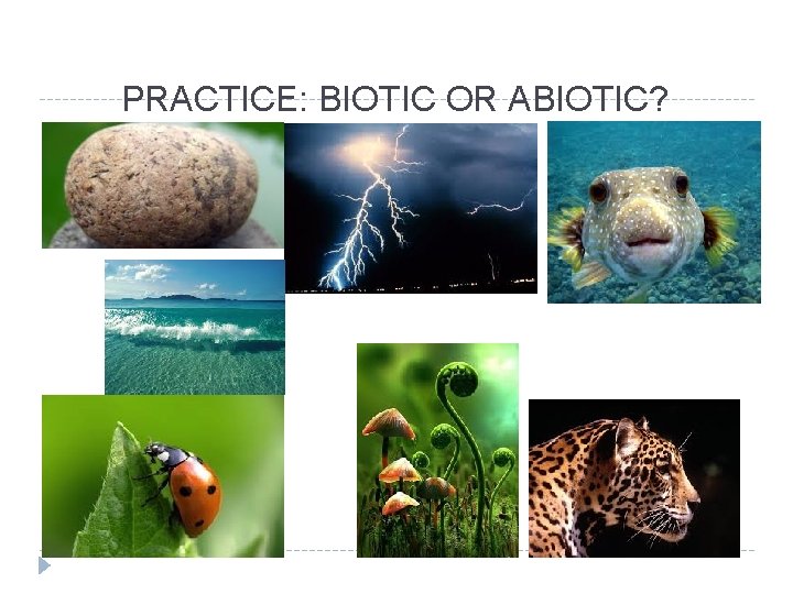 Unit A Biological Diversity What is a Species