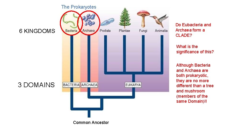 KINGDOMS Learning Goal 8 We will be able