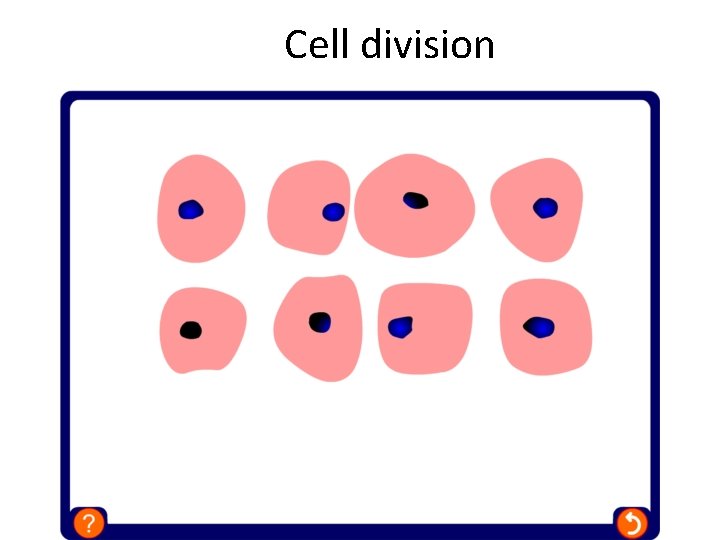 Cell Division Lesson Objective 1 To be able