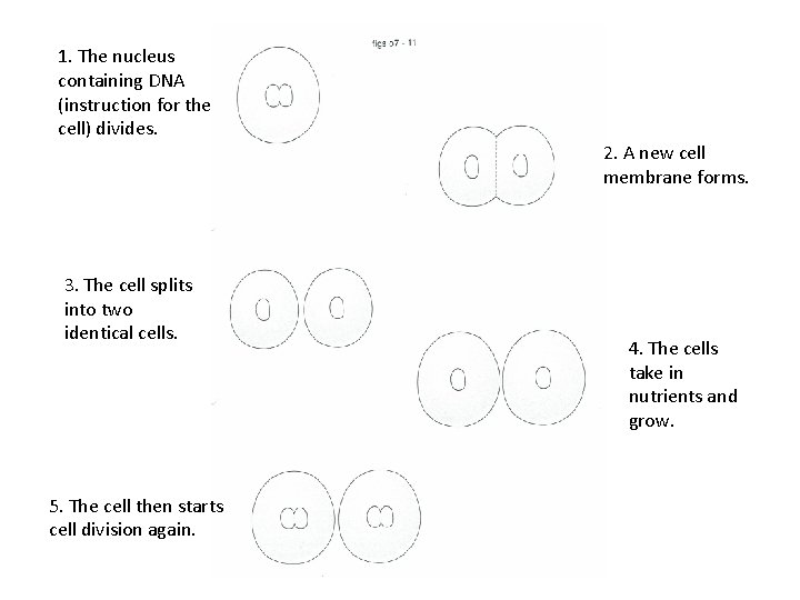 Cell Division Lesson Objective 1 To be able