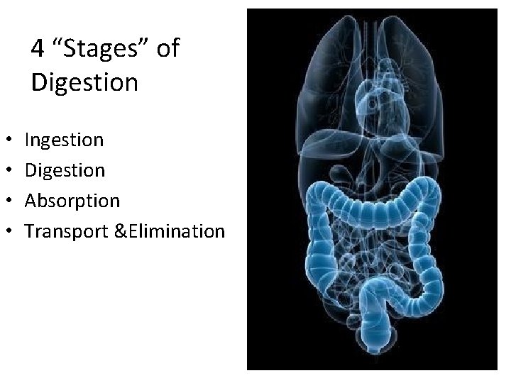 6 1 The Human Digestive System Think about