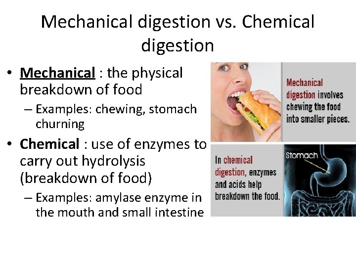 6 1 The Human Digestive System Think about