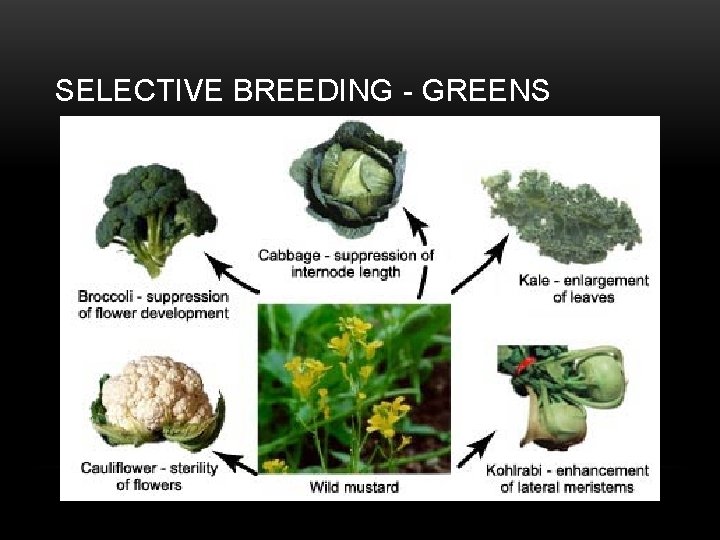 ARTIFICIAL SELECTION AKA SELECTIVE BREEDING ARTIFICIAL SELECTION DEFINITIONS