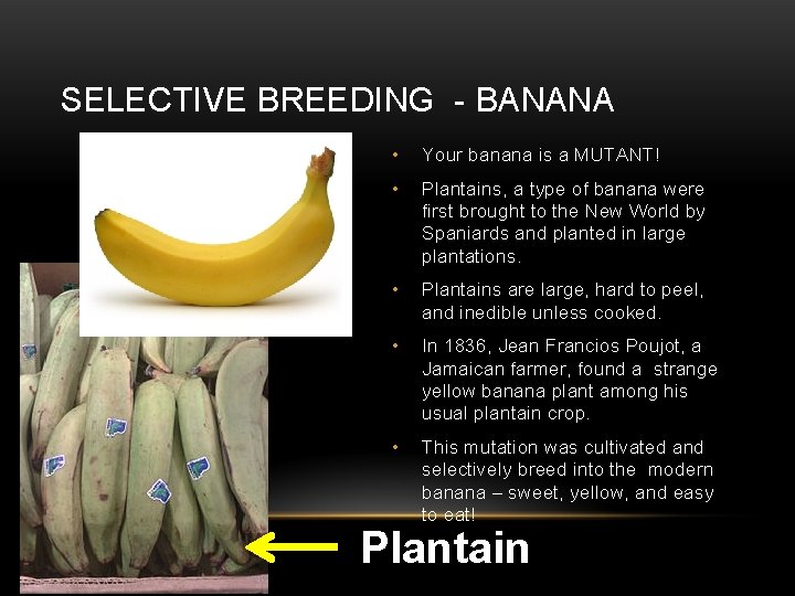 ARTIFICIAL SELECTION AKA SELECTIVE BREEDING ARTIFICIAL SELECTION DEFINITIONS