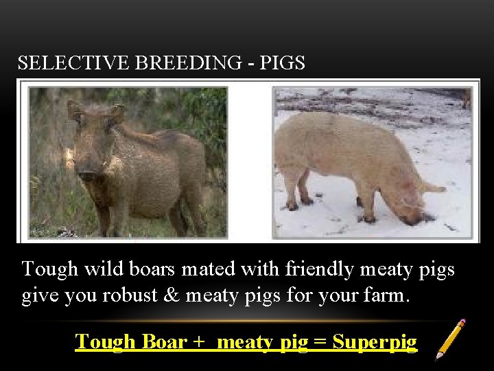 ARTIFICIAL SELECTION AKA SELECTIVE BREEDING ARTIFICIAL SELECTION DEFINITIONS