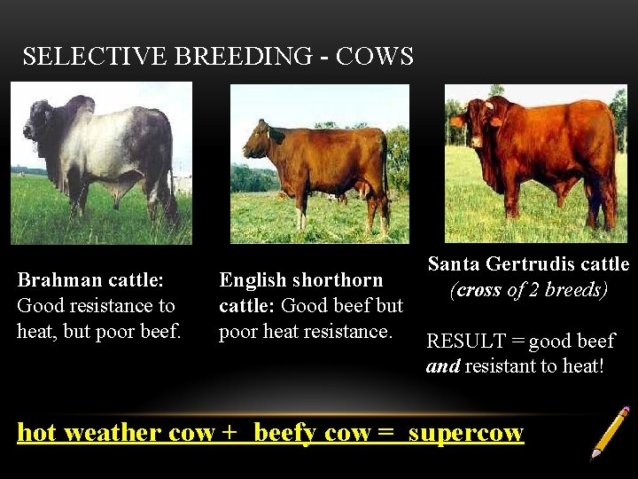 ARTIFICIAL SELECTION AKA SELECTIVE BREEDING ARTIFICIAL SELECTION DEFINITIONS