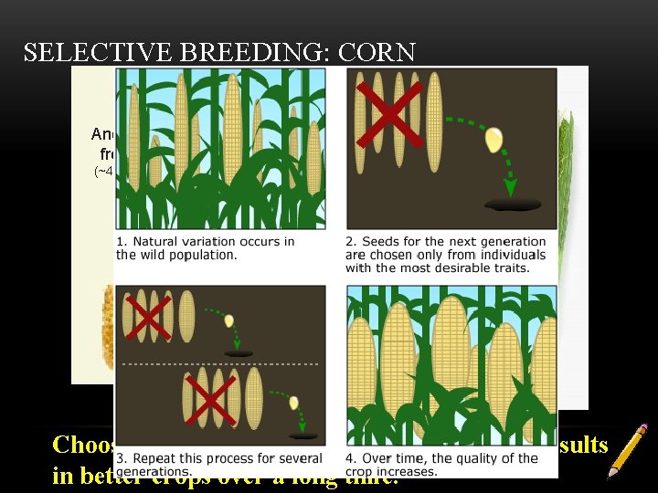 ARTIFICIAL SELECTION AKA SELECTIVE BREEDING ARTIFICIAL SELECTION DEFINITIONS