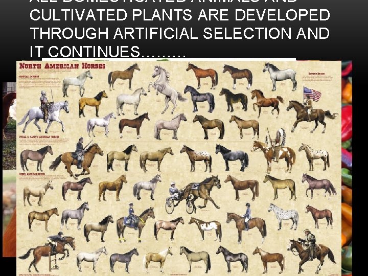 ARTIFICIAL SELECTION AKA SELECTIVE BREEDING ARTIFICIAL SELECTION DEFINITIONS