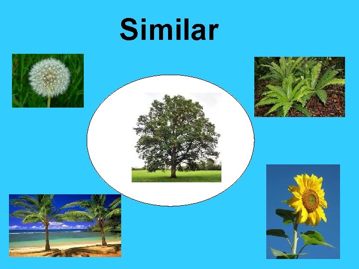 Similarities and Differences of Plants and Seeds By