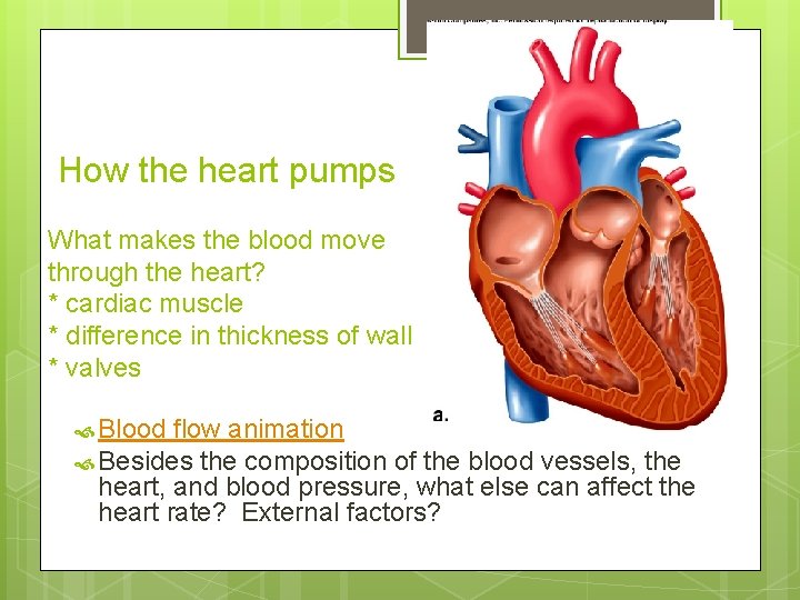 Blood Flow Cardiovascular System Human Biology SC 912