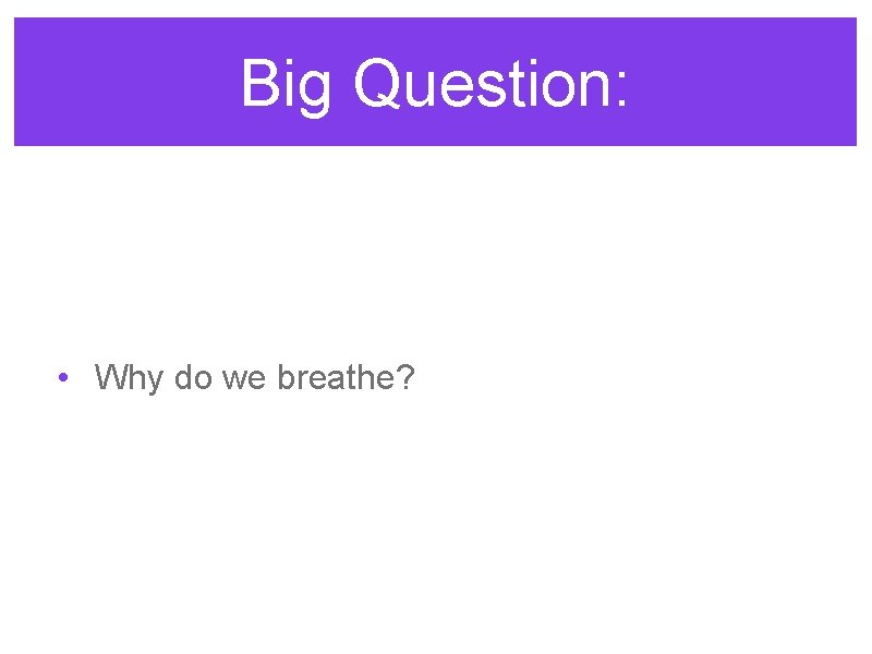 Respiratory System Gas exchange Big Question Why do
