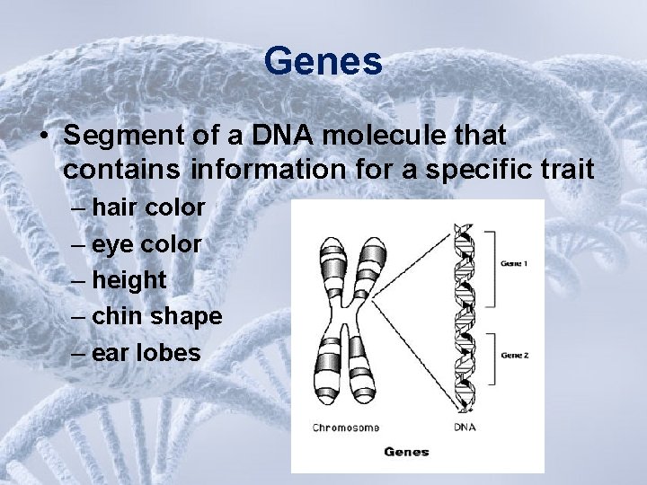 Genetics and Heredity Learned Behavior Inherited Trait Look