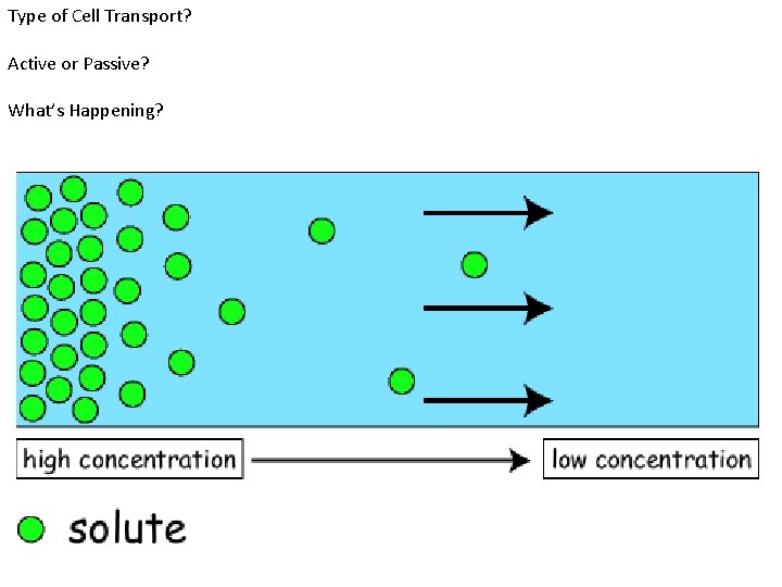 Cell Transport Review Whats the difference between active