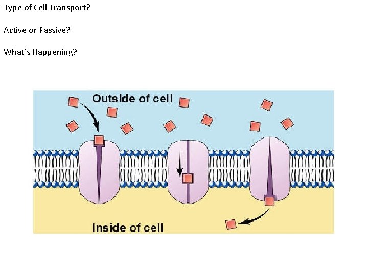 Cell Transport Review Whats the difference between active