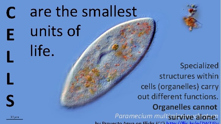 Cells 1 1 1 2 Objective 1 1