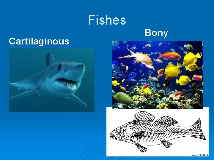 Biodiversity Animal Groups Cnidarians Softbodied carnivorous animals that