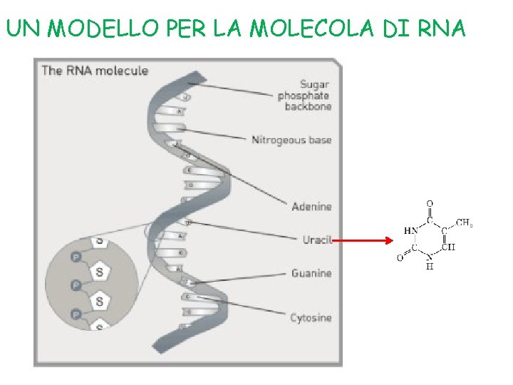 GLI ACIDI NUCLEICI DNA ACIDO DESOSSIRIBONUCLEICO RNA ACIDO