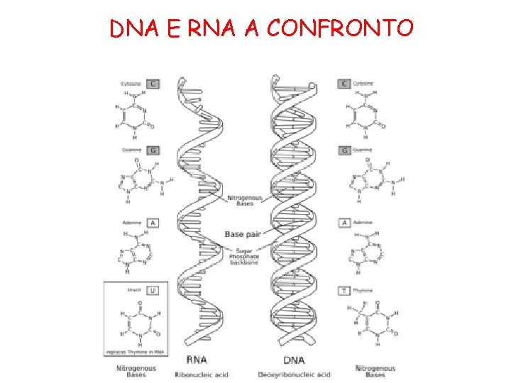 GLI ACIDI NUCLEICI DNA ACIDO DESOSSIRIBONUCLEICO RNA ACIDO