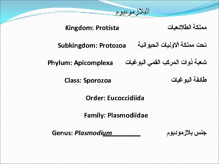 V Kingdom Protista Subkingdom Protozoa Phylum Ciliophora Class