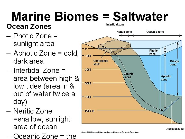 Biomes Chapter 50 The Biosphere is divided into