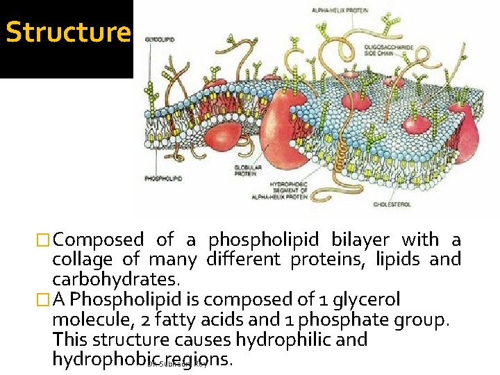 Ultrstructure and functions of Plasma membrane Dr Subhadra