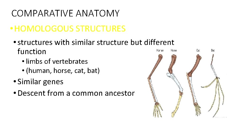 Evidences of Evolution Presented By Mr Godinez Evolution