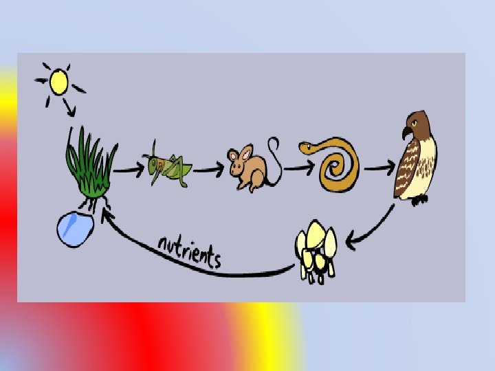 Unit 4 Period 4 The web of life