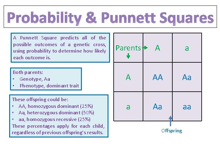 Mendelian Genetics CrossBreeding Gregor Mendel worked with peas