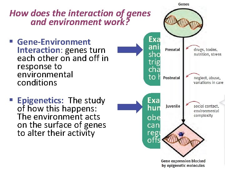 The Biology of Behavior Power Point Presentation by