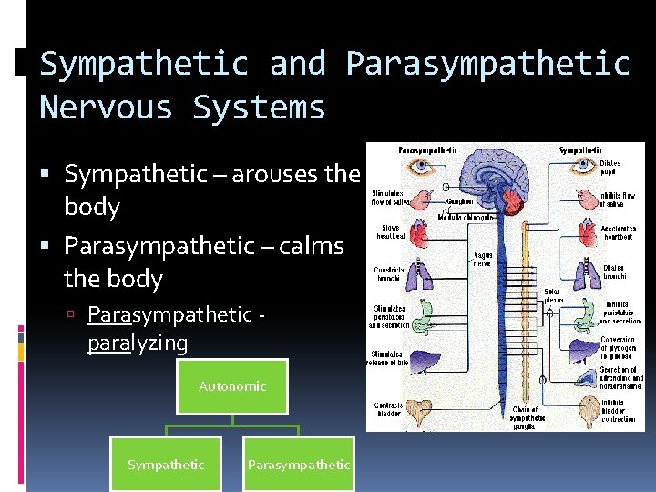 Brain Neurotransmitters and Other Chemicals When the brain