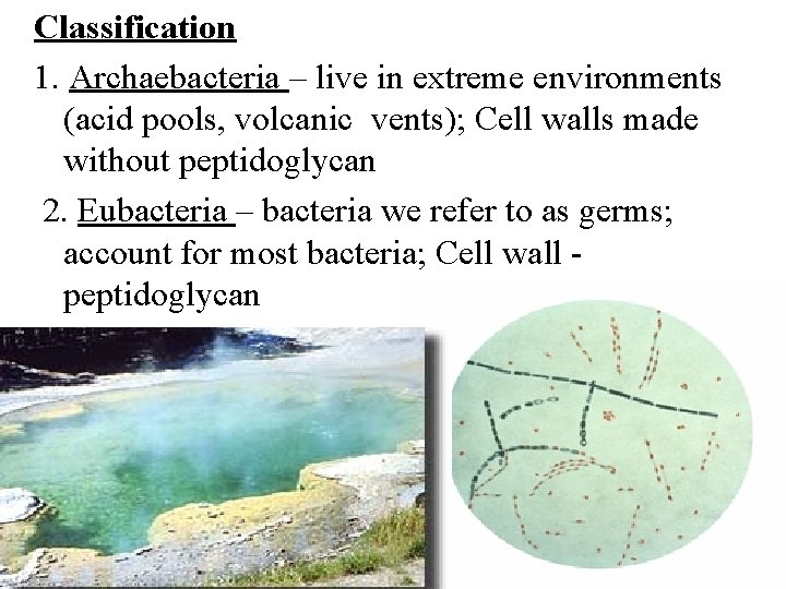 Bacteria are the most numerous organisms on Earth
