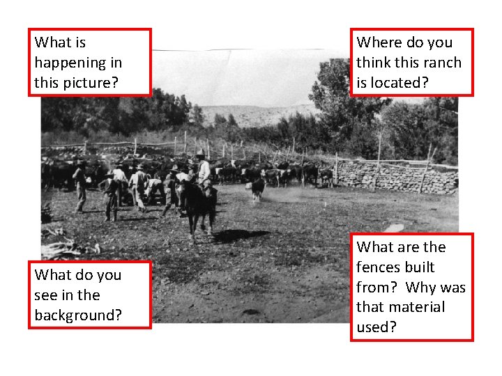 Texas Ranching Cattle Branding The Portal to Texas