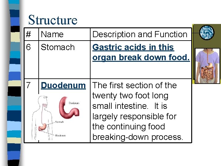 Digestive System Functions Physically and chemically breaks down