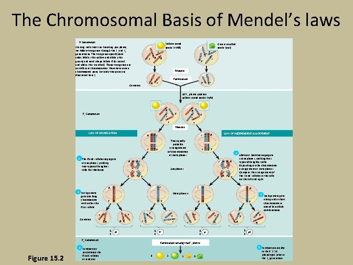 The Chromosomal Basis of Inheritance AP Biology Chapter