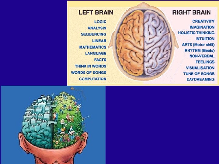 The Cerebral Cortex And Higher Intellectual Functions Allocortex