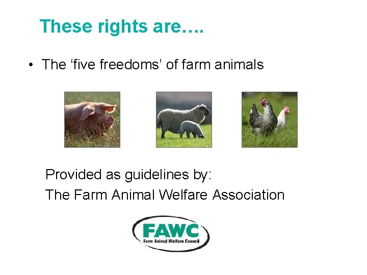 What are Your Rights as Children Learning Objectives